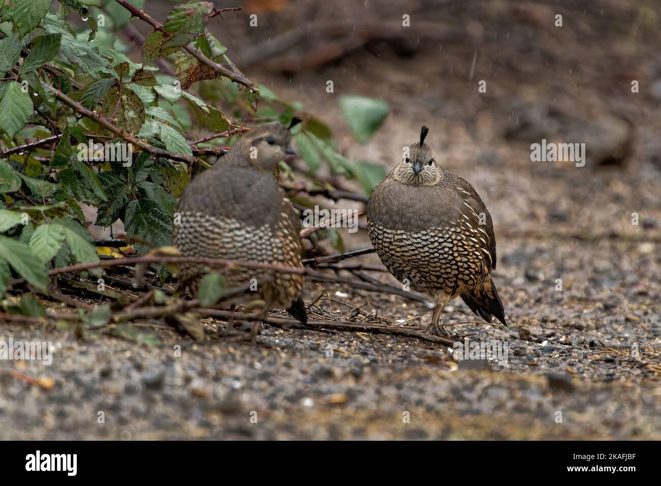 A shallow focus shot of two adorable chubby California quail birds on ...