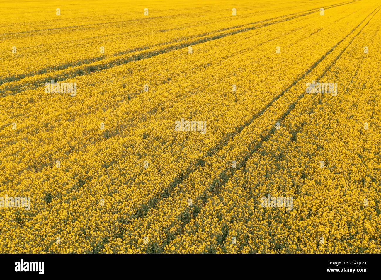 An aerial view of narrow trails through endless lush yellow dense colza ...