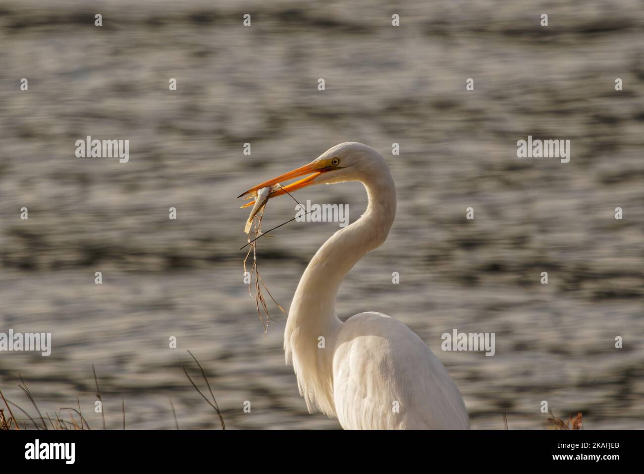 A selective shot of a great white egret (Ardea alba), common egret ...