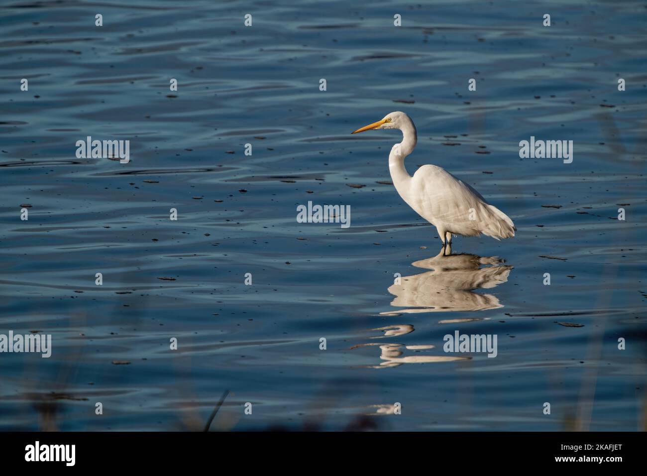 A beautiful shot of a great white egret (Ardea alba),from heron family ...
