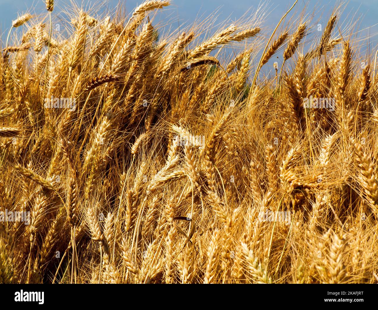 Wheat sprouts drying on a house at Kala Agar village, Kumaon Hills ...