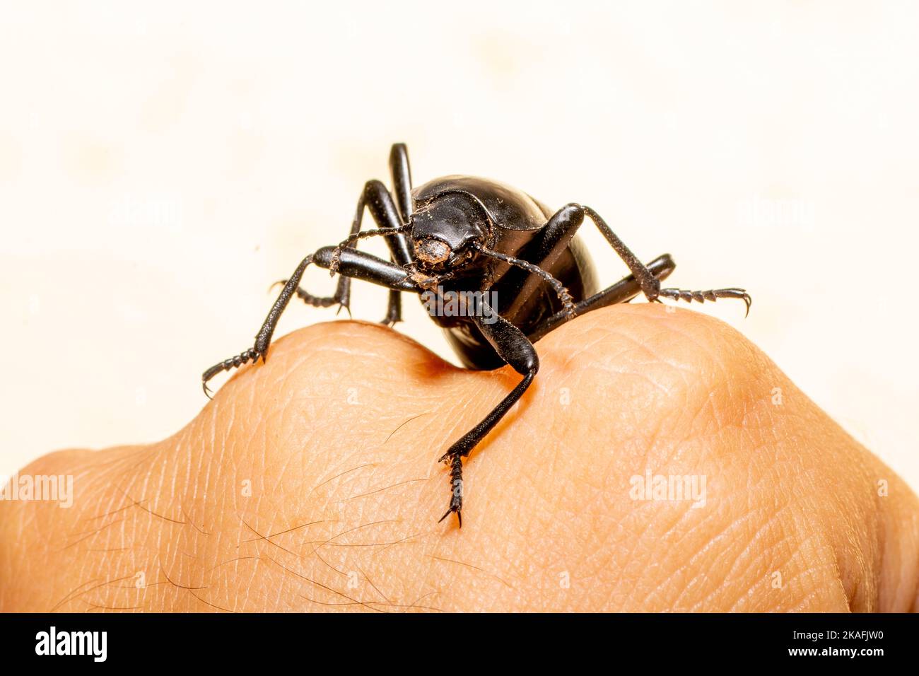 Black beetle in a human hand. Man hand and fingers. Insect in a hand ...
