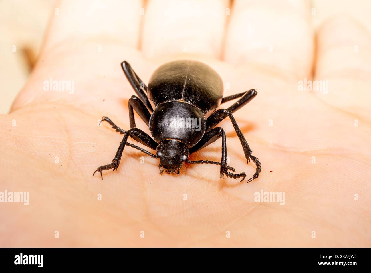 Black beetle in a human hand. Man hand and fingers. Insect in a hand ...