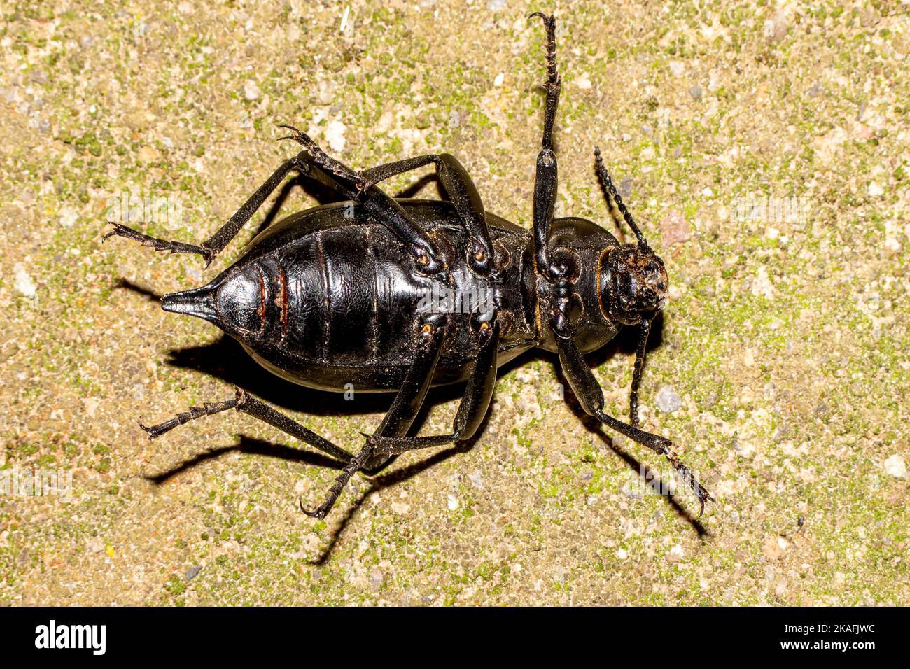 Black beetle dead in the ground. Blaps beetle. At day Stock Photo - Alamy