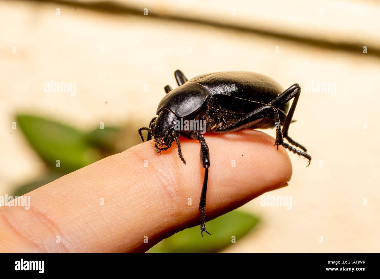 Black child garden insect hi-res stock photography and images - Alamy