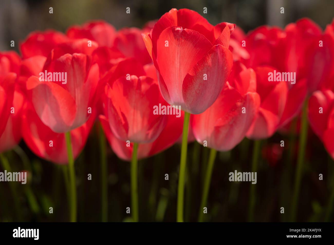 Red tulips. Spring flowers background photo. Tulip canvas print photo ...