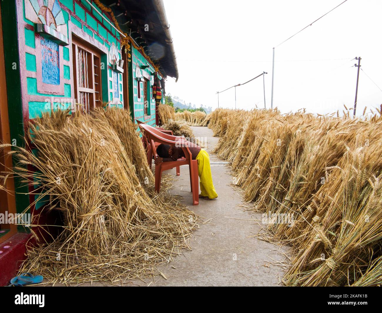Wheat sprouts drying on a house at Kala Agar village, Kumaon Hills ...