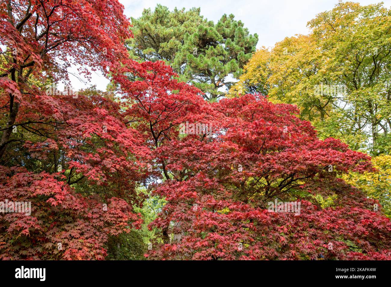Close up of a Japanese maple (acer japonica) tree with red leaves in ...