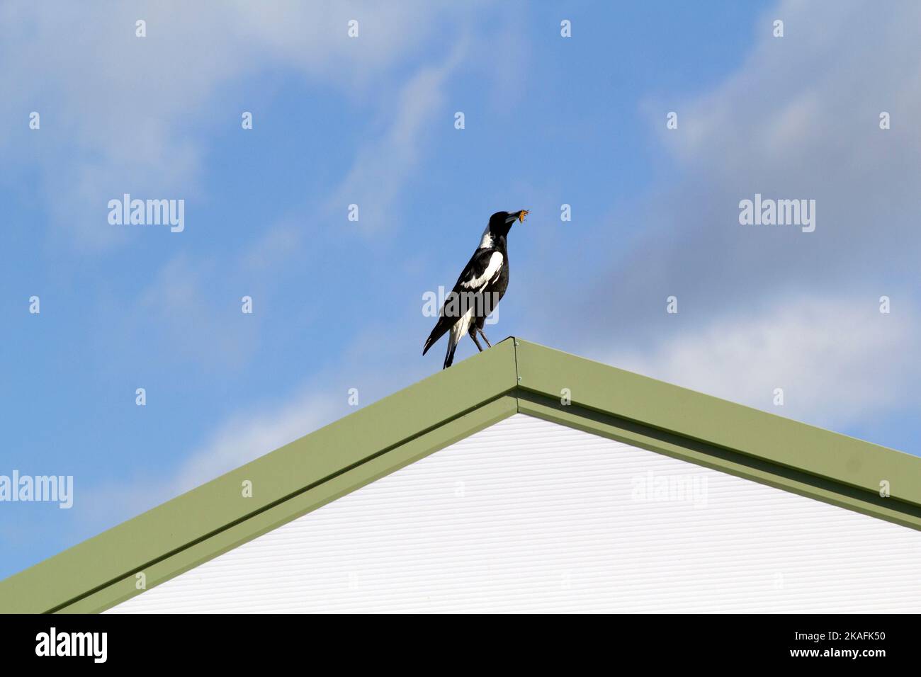 An Australian Magpie (Gymnorhina tibicen) catches a prey in Sydney, NSW ...
