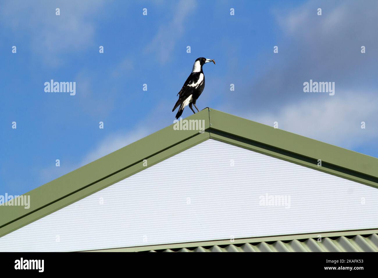 An Australian Magpie (Gymnorhina tibicen) catches a prey in Sydney, NSW ...