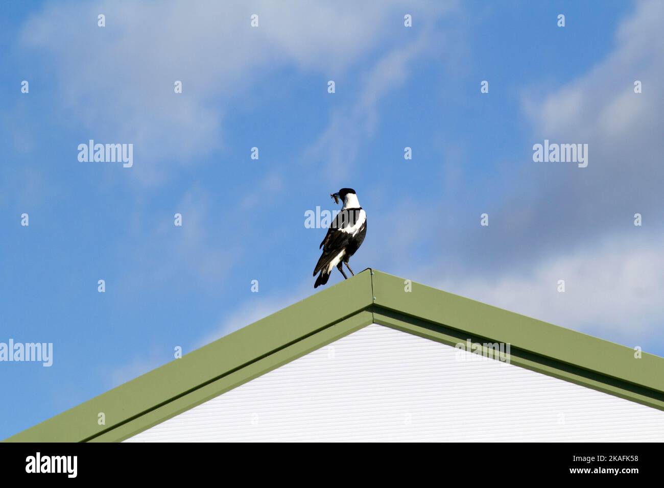 An Australian Magpie (Gymnorhina tibicen) catches a prey in Sydney, NSW ...