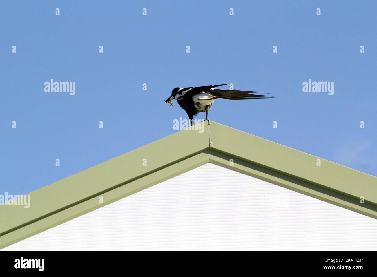 An Australian Magpie (Gymnorhina tibicen) catches a prey in Sydney, NSW ...
