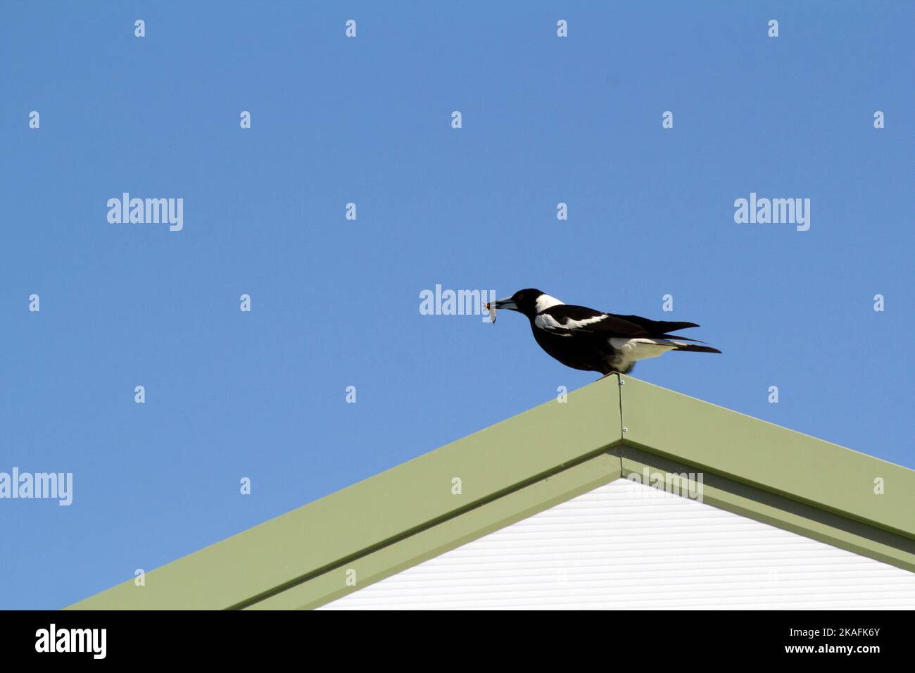 An Australian Magpie (Gymnorhina tibicen) catches a prey in Sydney, NSW ...