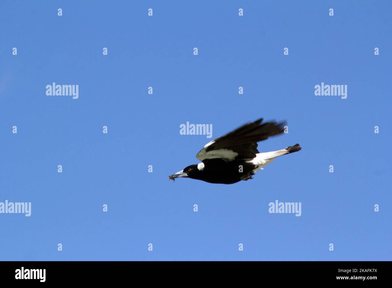 An Australian Magpie (Gymnorhina tibicen) catches a prey in Sydney, NSW ...