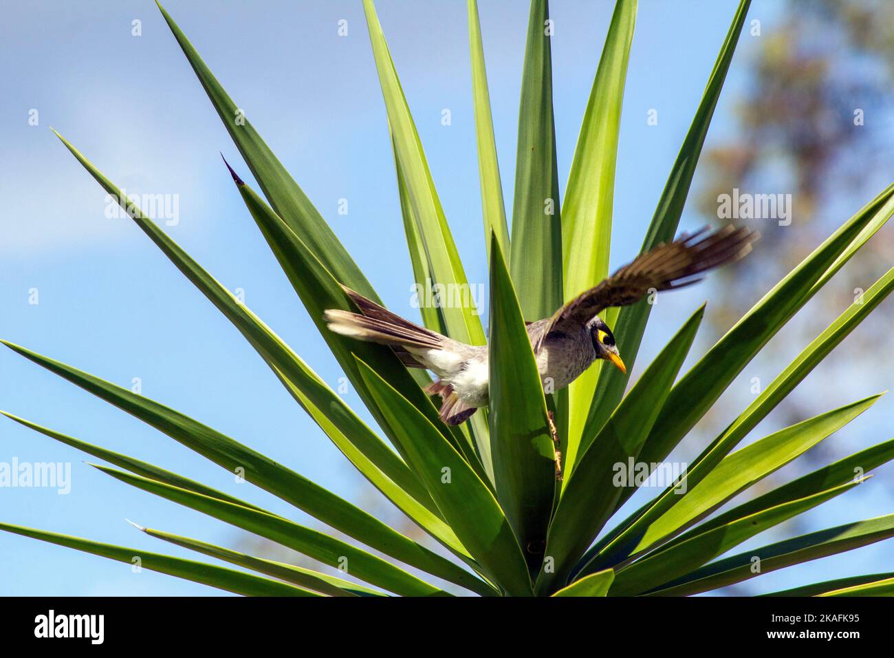 An Australian Noisy Miner (Manorina melanocephala) perching on a Yucca ...