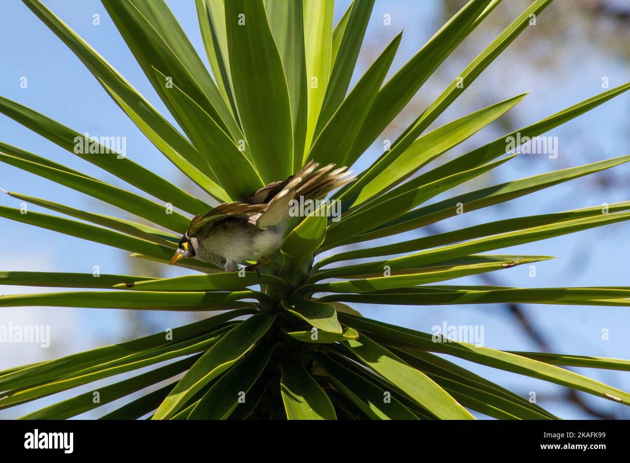 An Australian Noisy Miner (Manorina melanocephala) perching on a Yucca ...