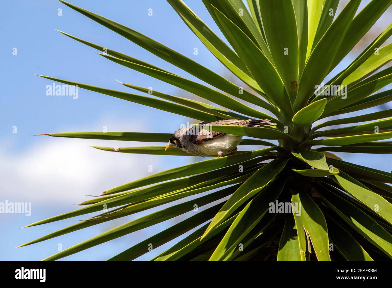 An Australian Noisy Miner (Manorina melanocephala) perching on a Yucca ...