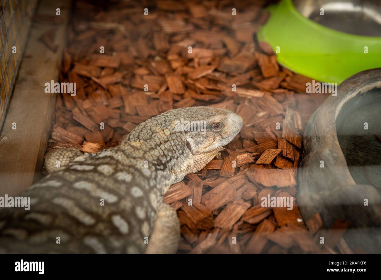 A close-up of a savannah monitor (Varanus exanthematicus) in an ...