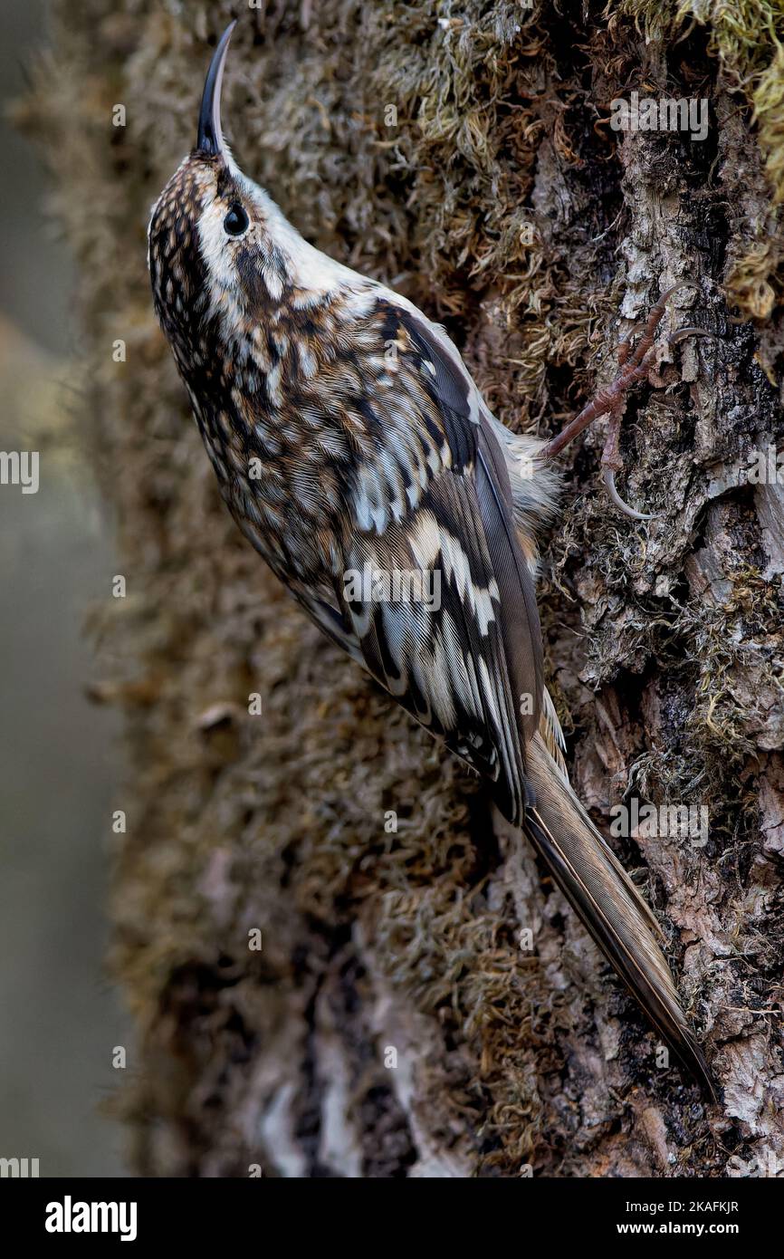 A vertical closeup of Brown creeper looking up while perched on tree ...