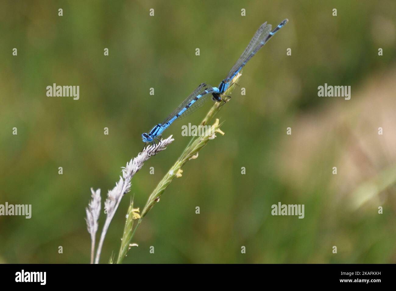A couple of blue dragonflies in a mating process Stock Photo - Alamy