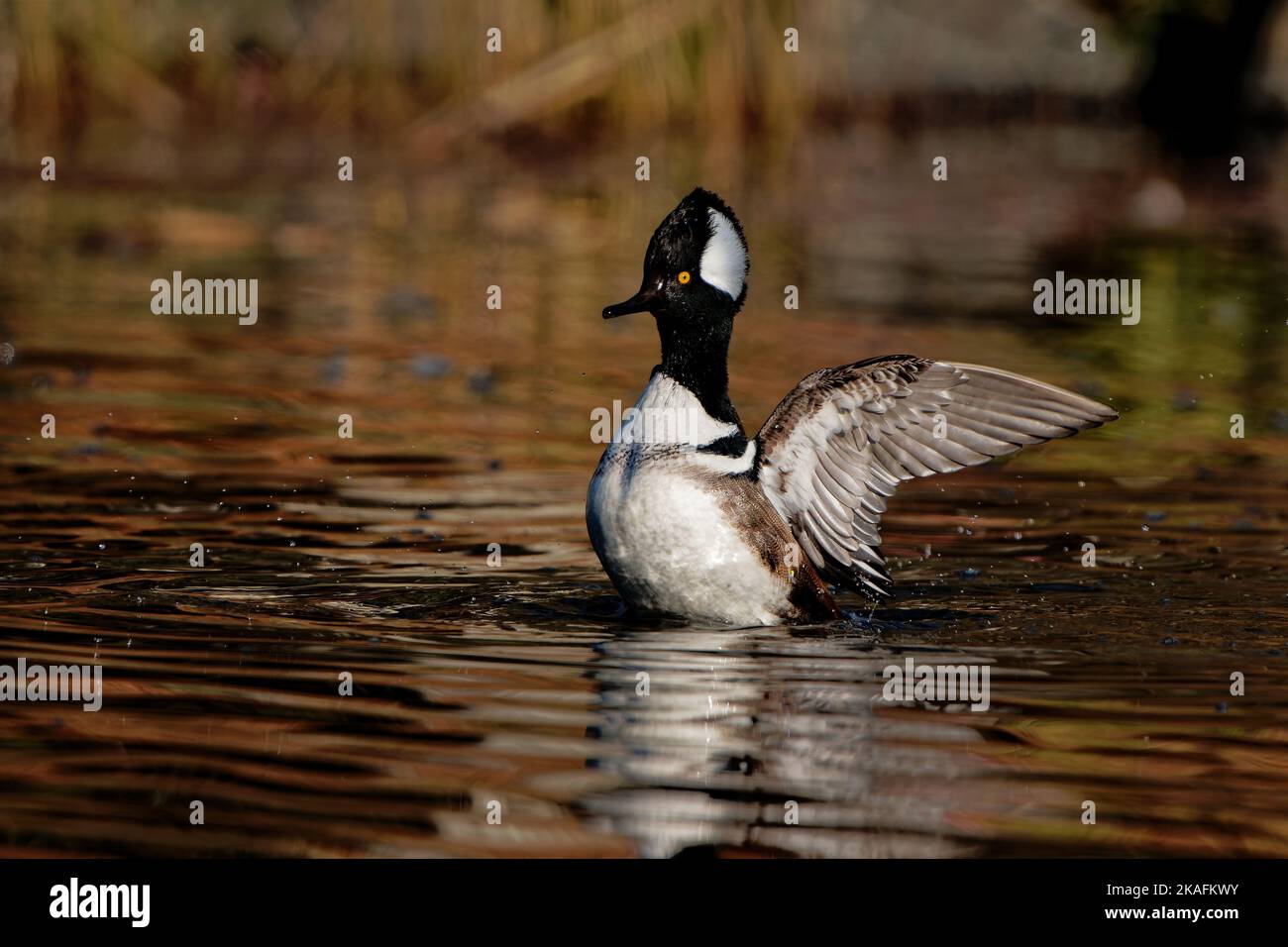 A closeup of a hooded merganser duck waving its wings while swimming in ...