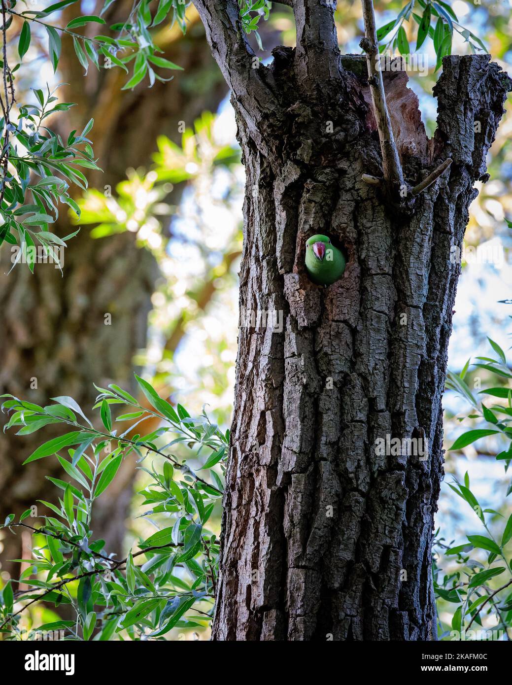 A vertical shot of a cute green Rose-ringed Parakeet peeking through a ...