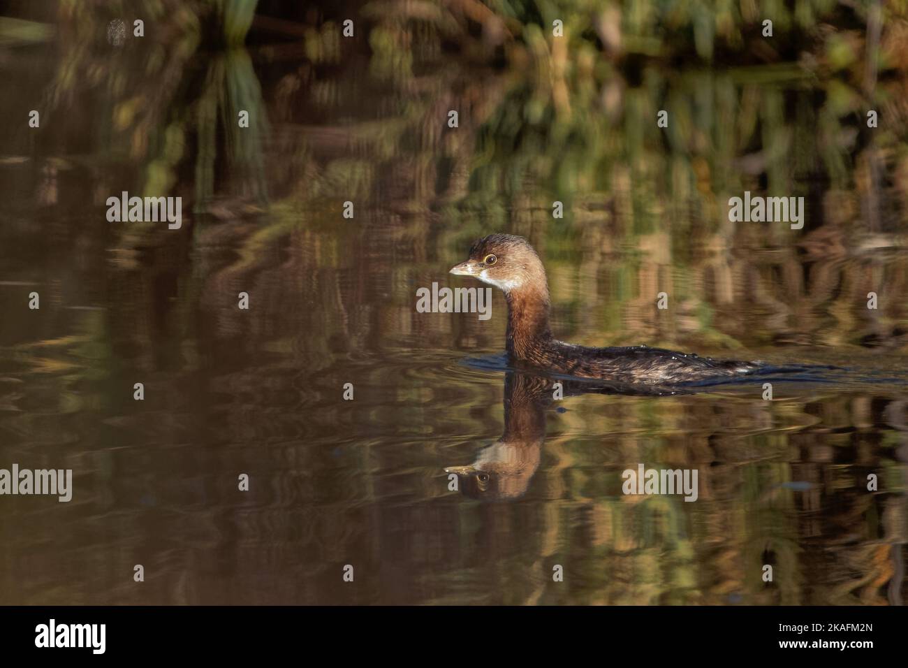 A closeup of an adorable grebe swimming in a reflective lake Stock ...