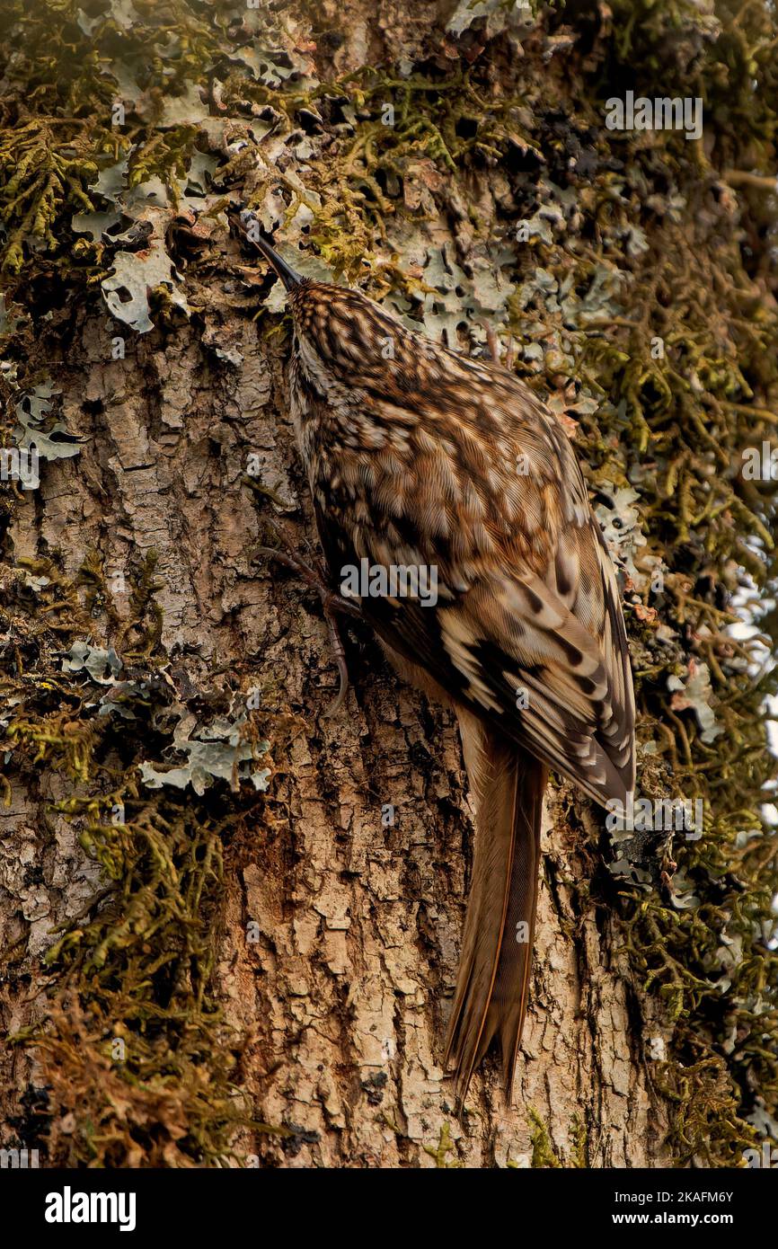 A vertical closeup of a common treecreeper perching on the mossy tree ...