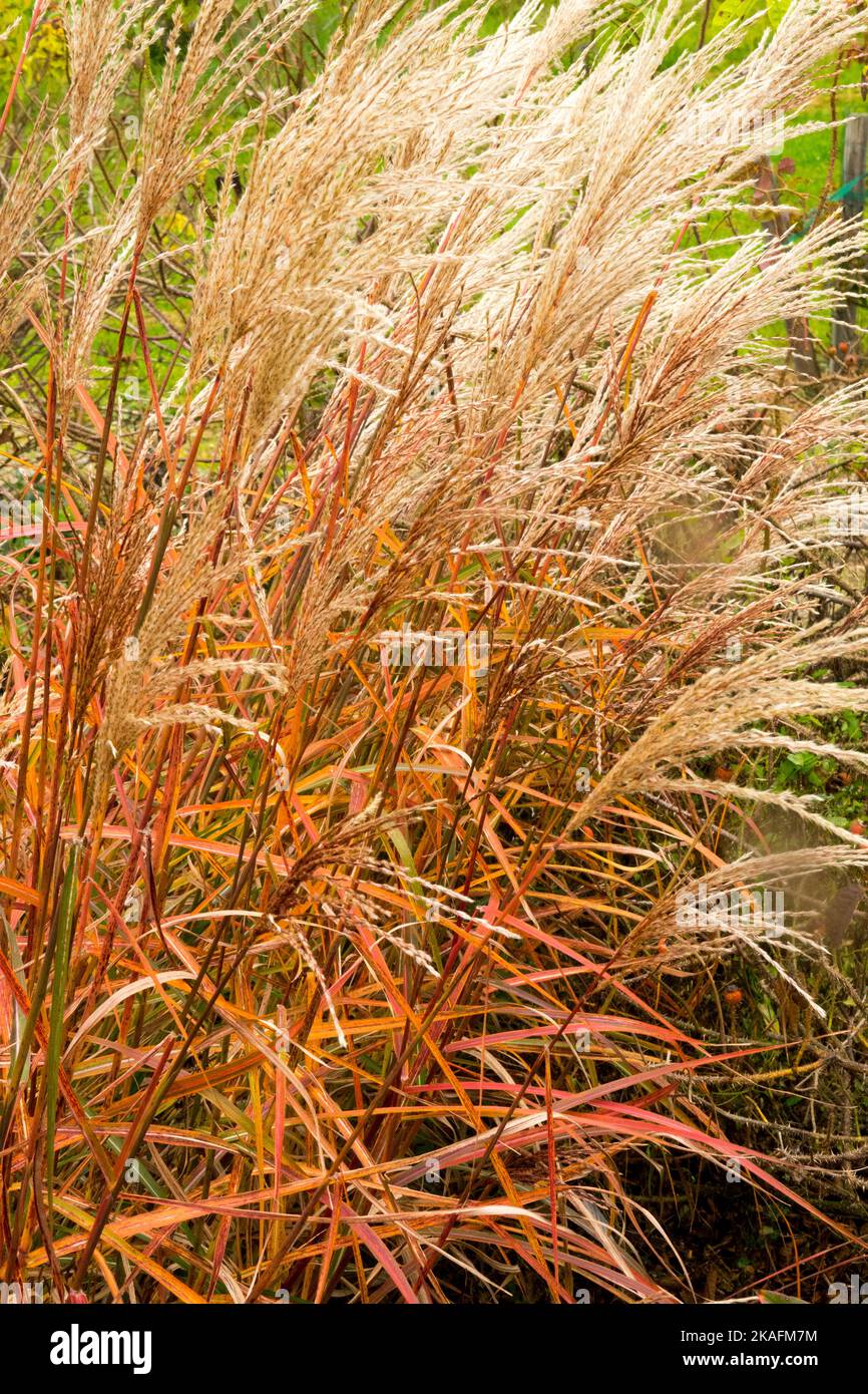 Perennials ornamental grasses in winter hi-res stock photography and ...
