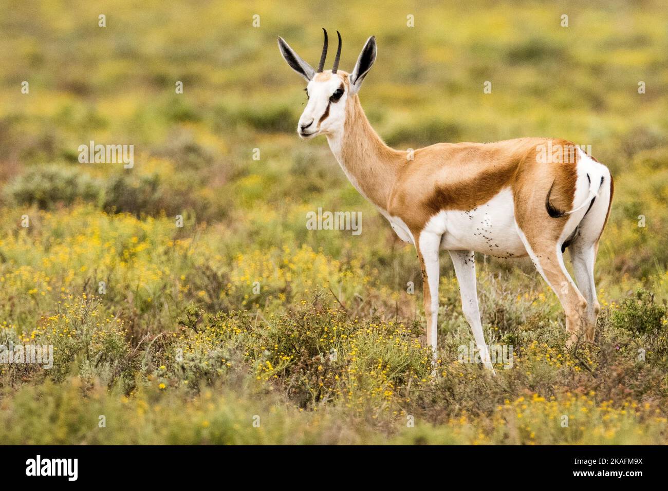 A closeup of a springbok in the scenic green field Stock Photo - Alamy