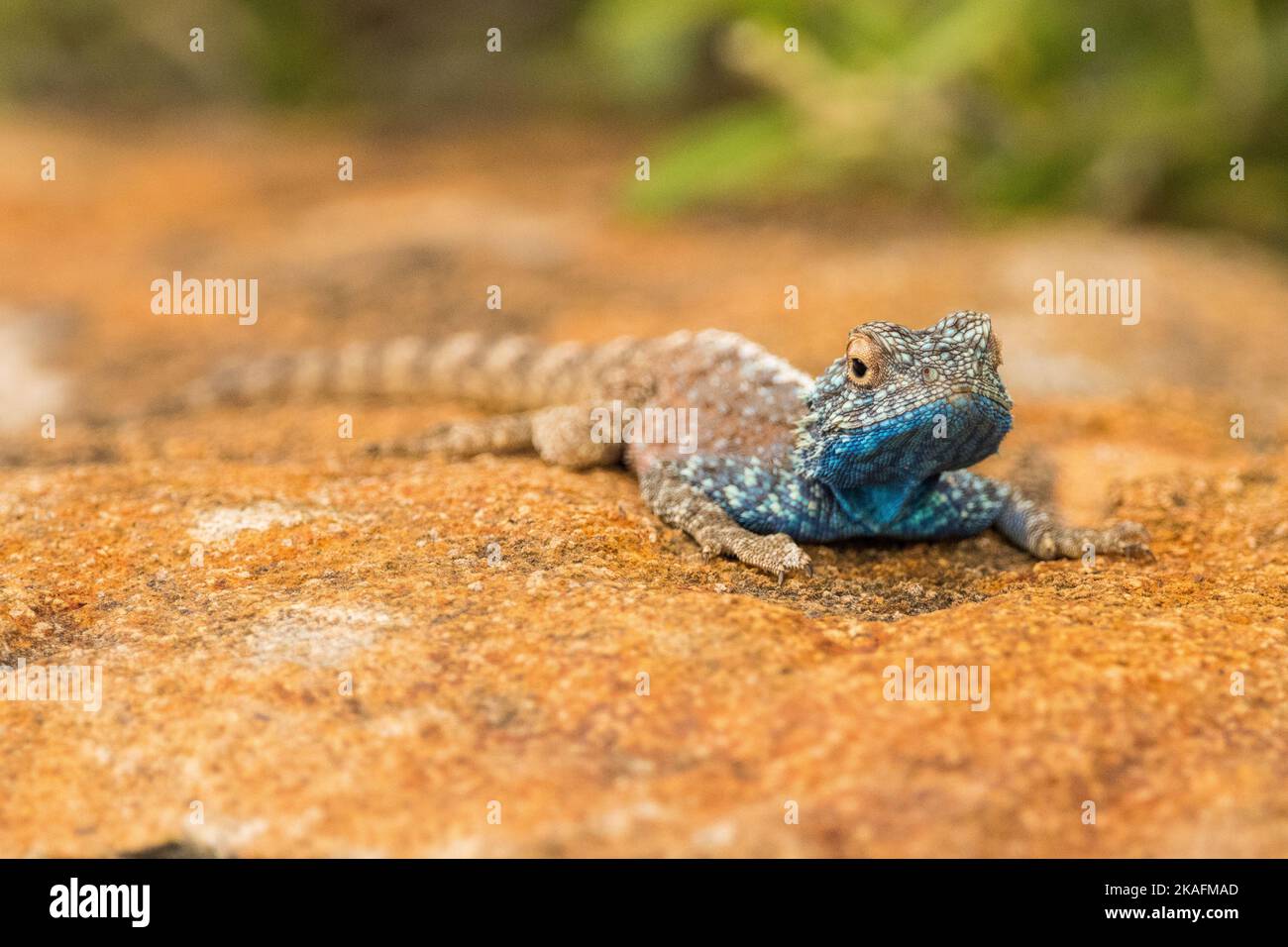 African southern rock agama hi-res stock photography and images - Alamy