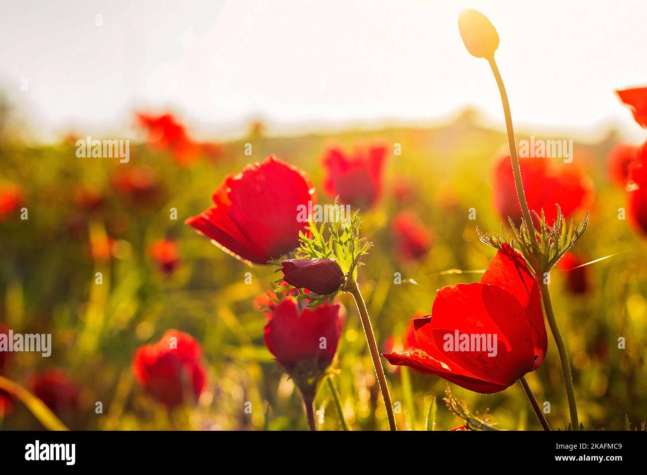 close up view of blooming red Anemone Coronaria flowers field in Israel ...