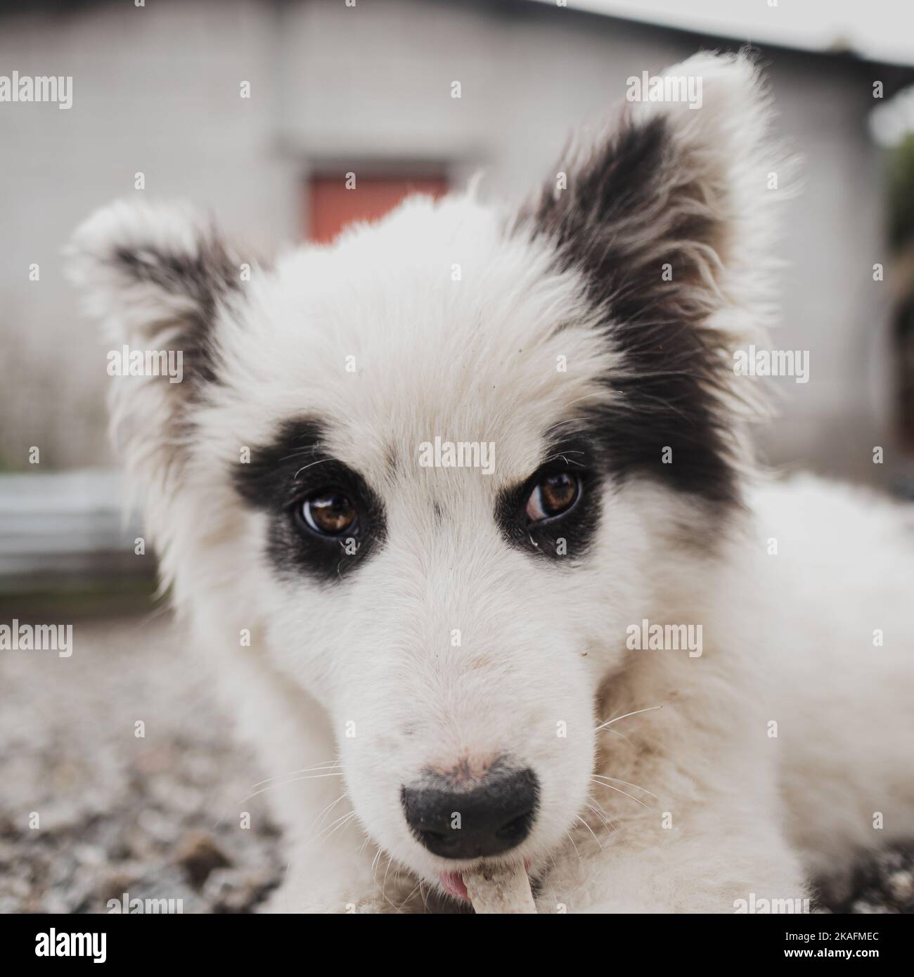 A vertical shot of a black and white mutt pappy Stock Photo - Alamy