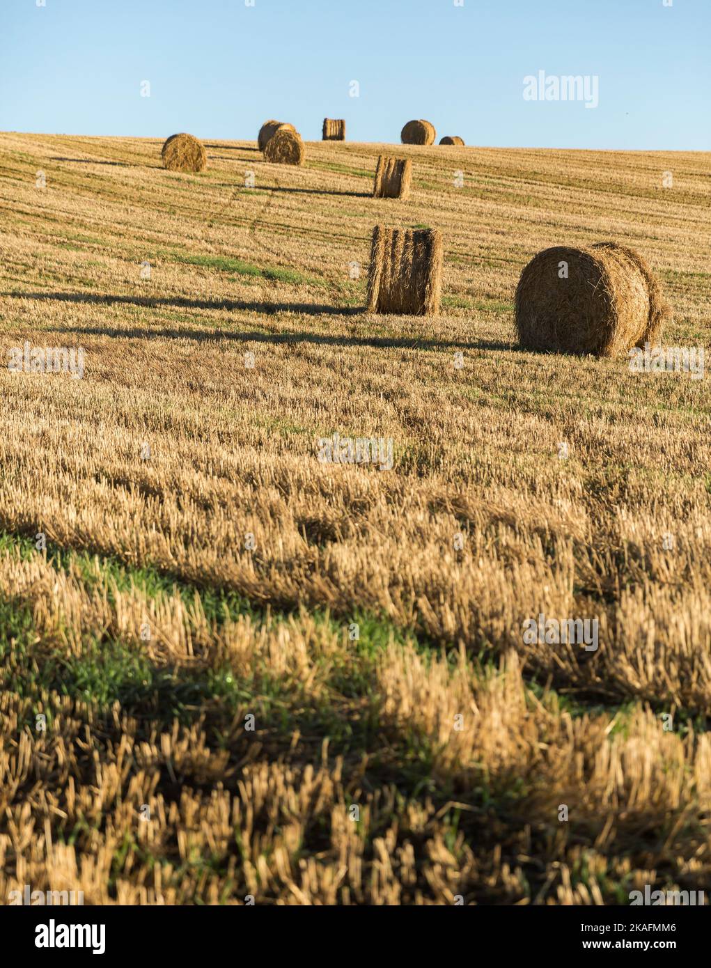 A field of hay with round bales in daytime Stock Photo - Alamy