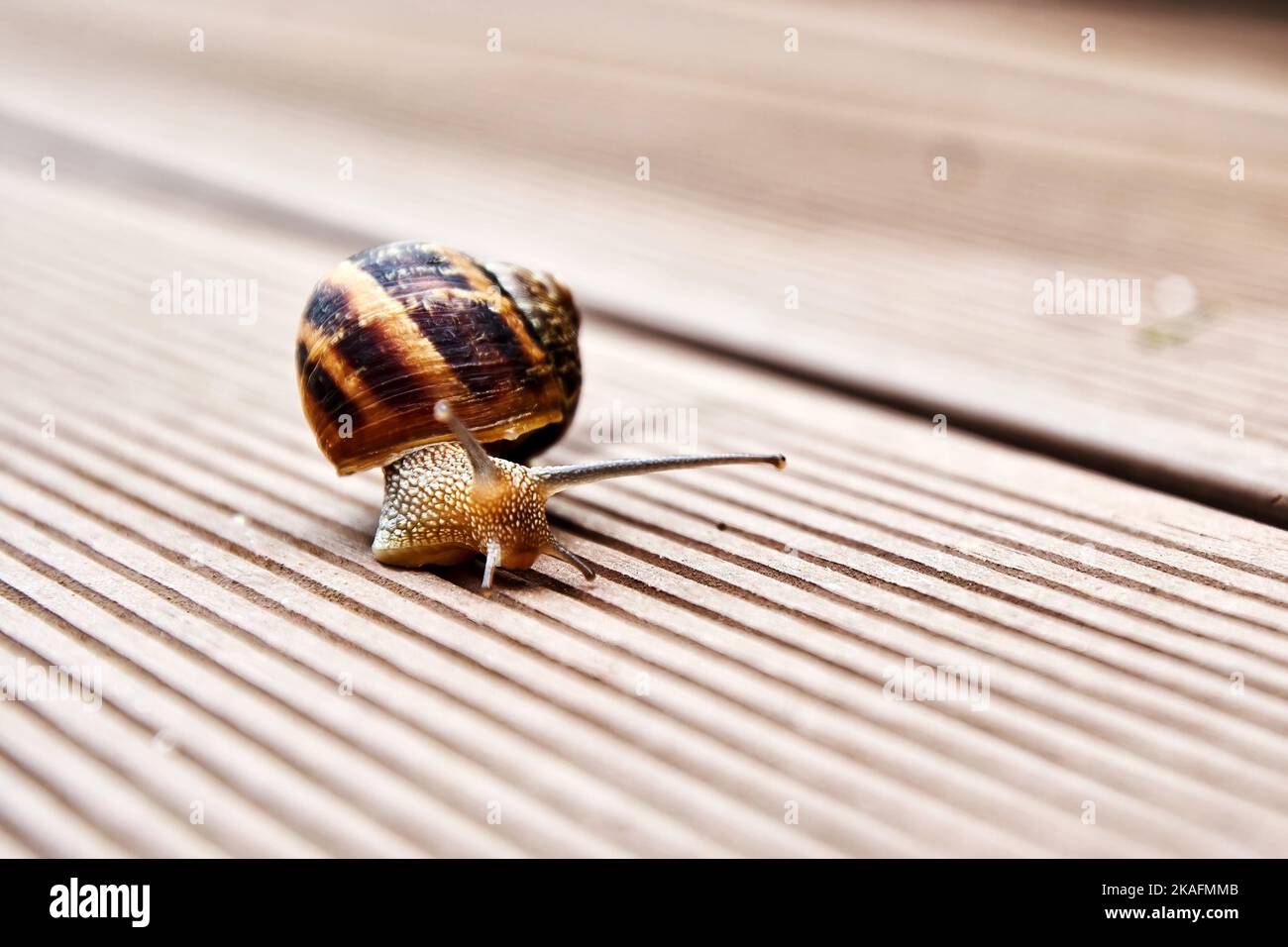 Little brown snail crawling on the road. Wild animals backgrounds Stock ...