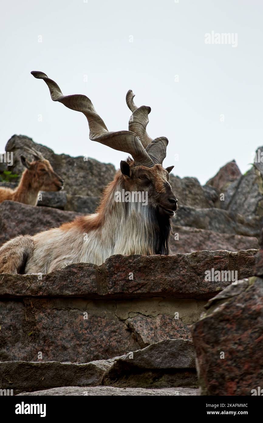Big mountain Markhor with long twisted horns on top of a rock. Animals in the wild Stock Photo ...