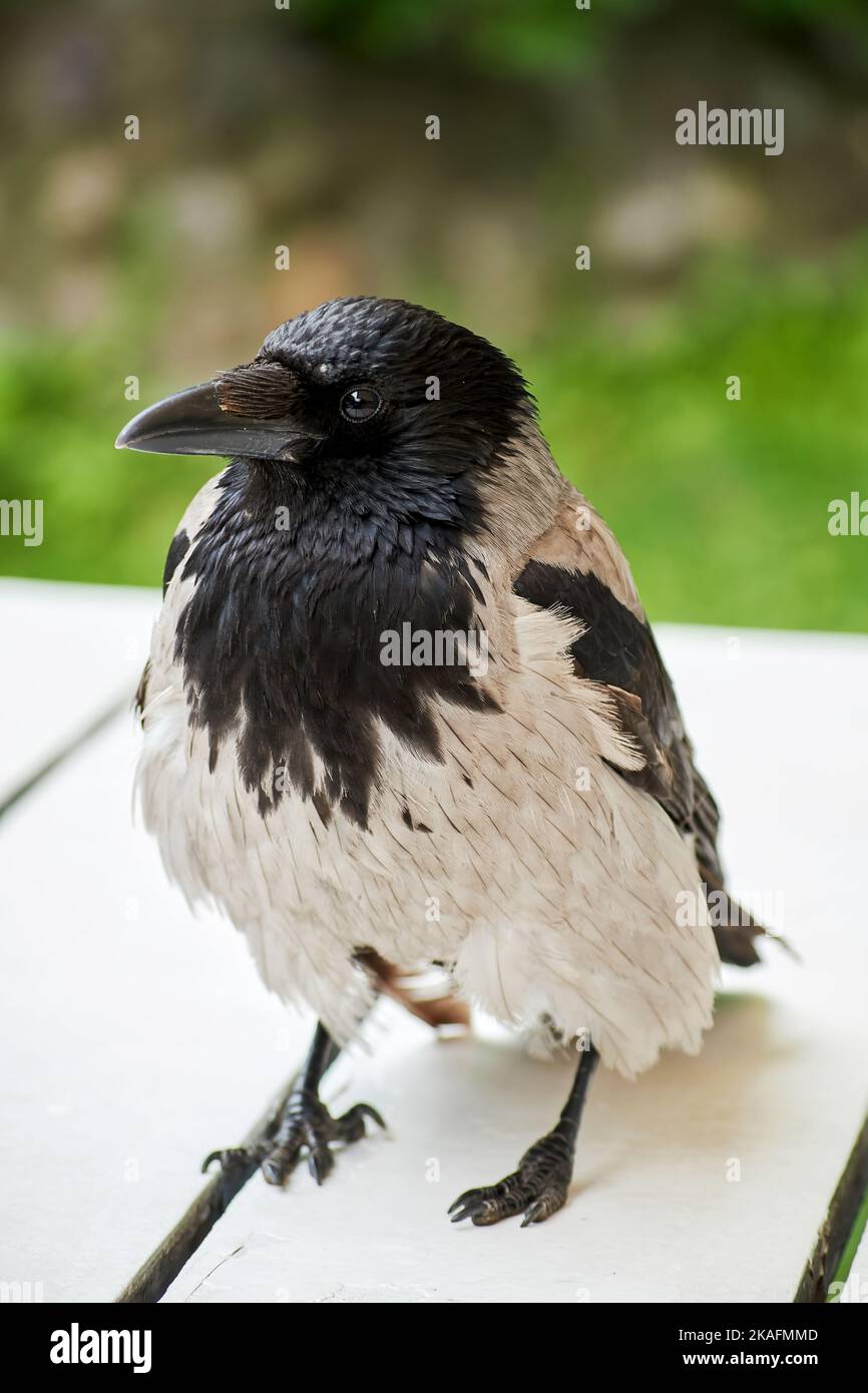 Small crow bird sits on a wooden table close to people. Wild animals ...