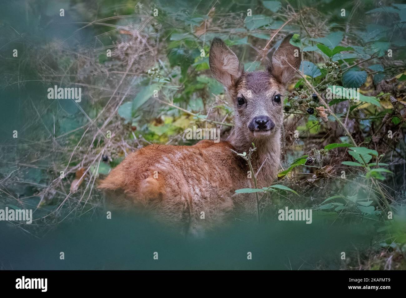 An adorable Roe deer looking back at the camera with blur leaves in the ...