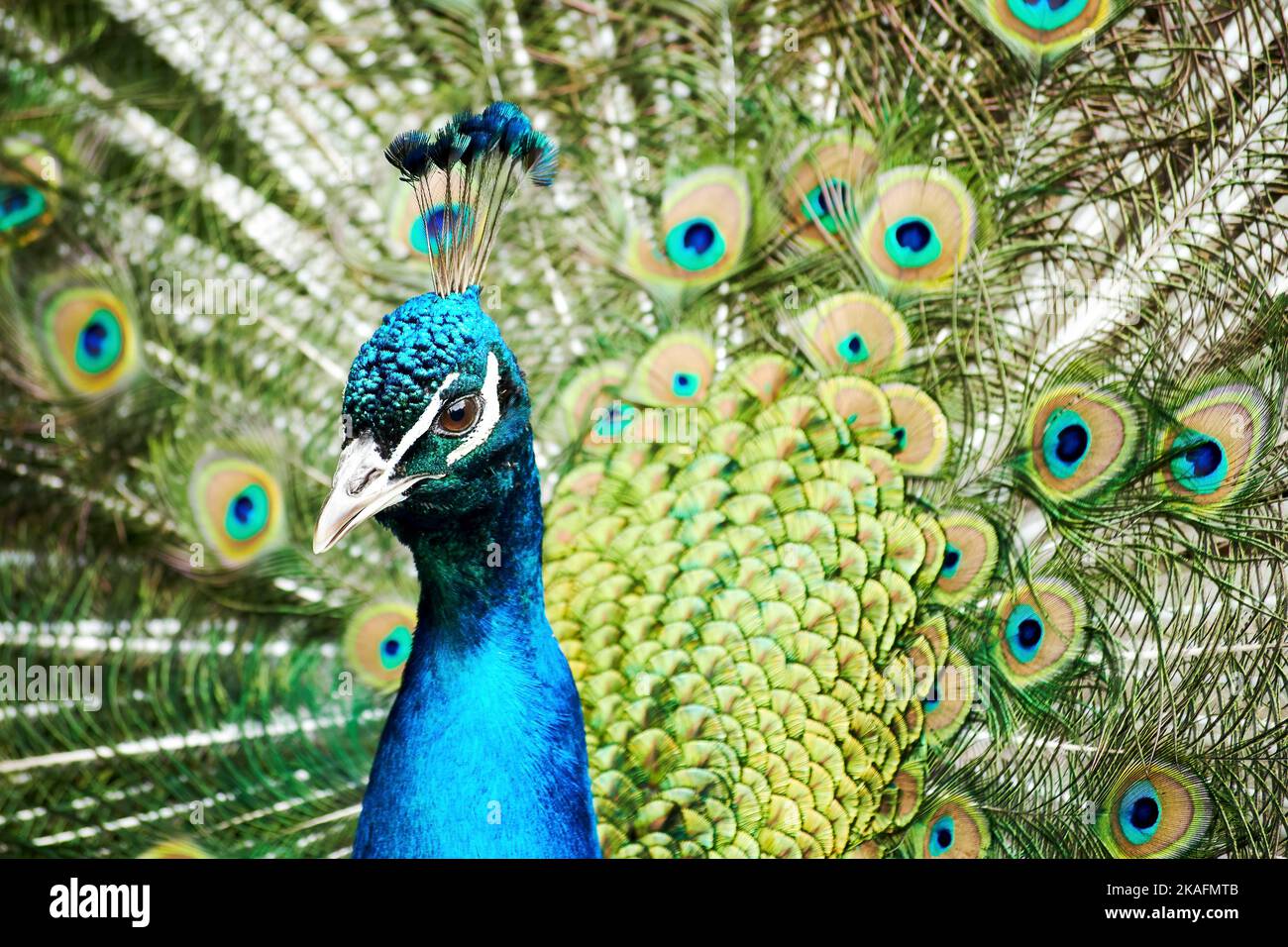 Bright peacock face and tail closeup view. Wild animals and birds ...