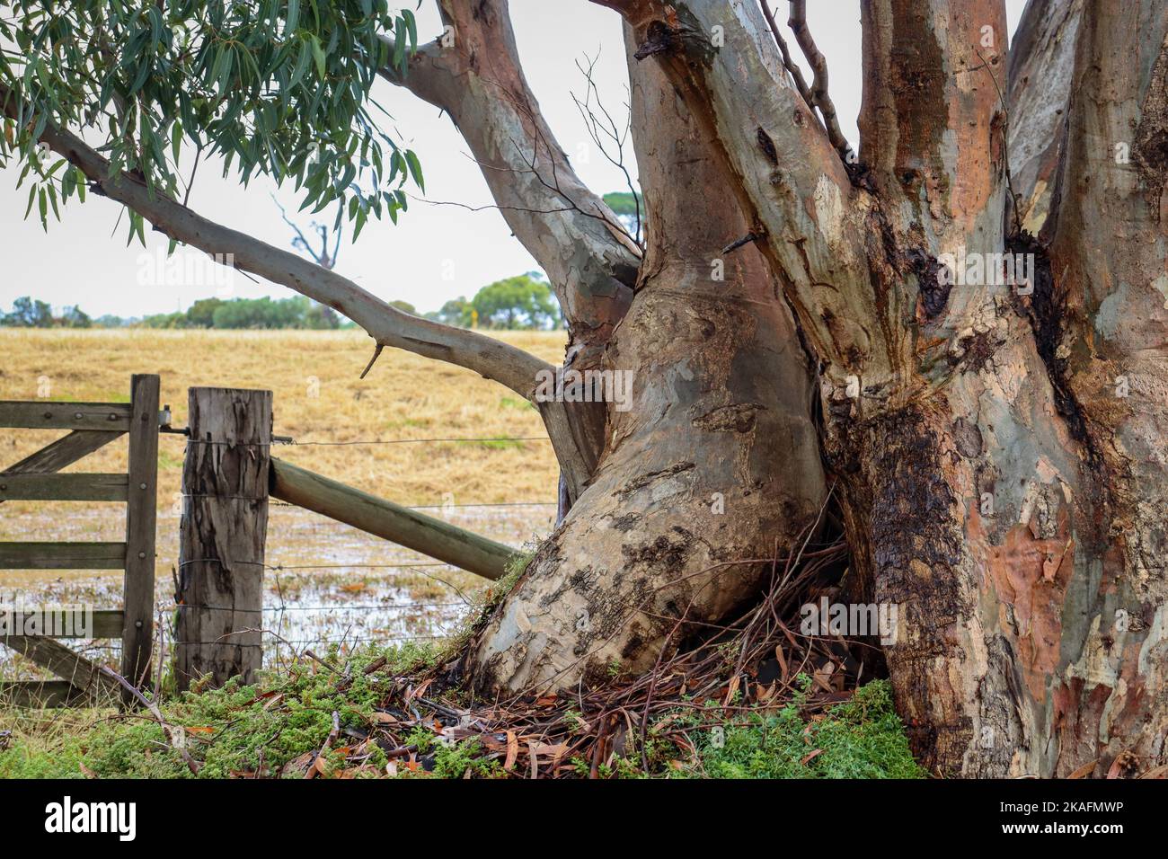 A giant tree trunk in the field with wooden fence by it Stock Photo - Alamy