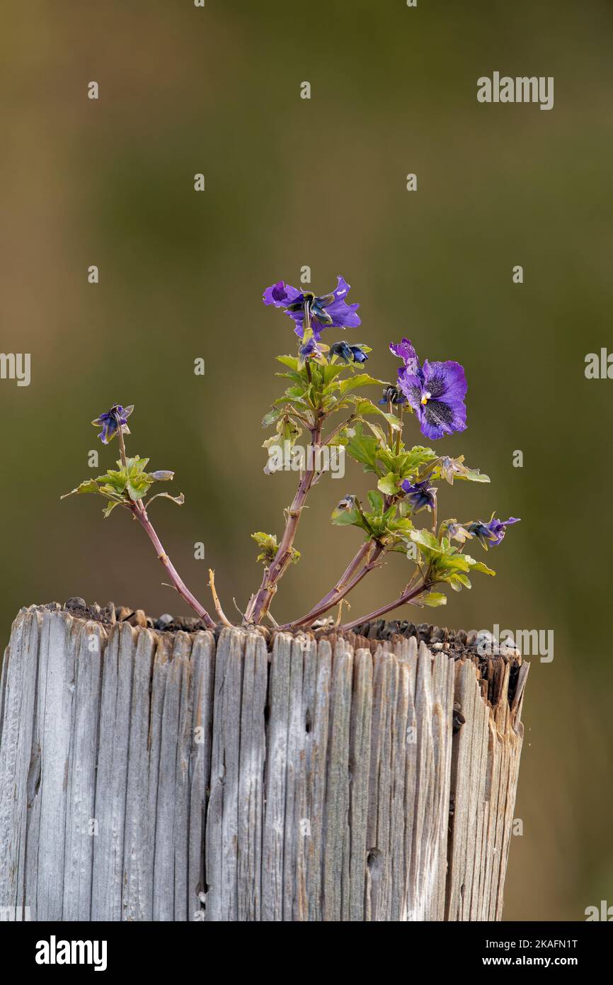 A Vertical shot of a half-withered purple-blue geranium on a dried tree ...