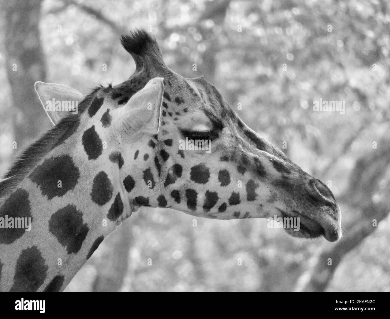 A closeup black and white shot of a patterned Northern giraffe Stock ...