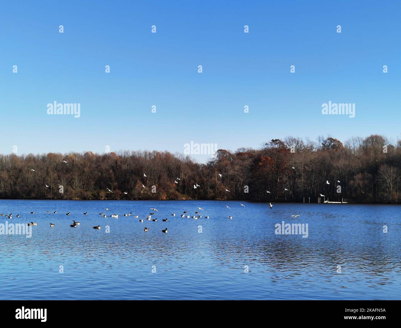 A long exposure shot of birds perching on a river with trees surrounded ...