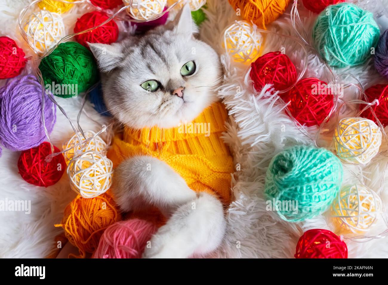 A funny white cat lies in a yellow knitted sweater, on a fluffy blanket ...