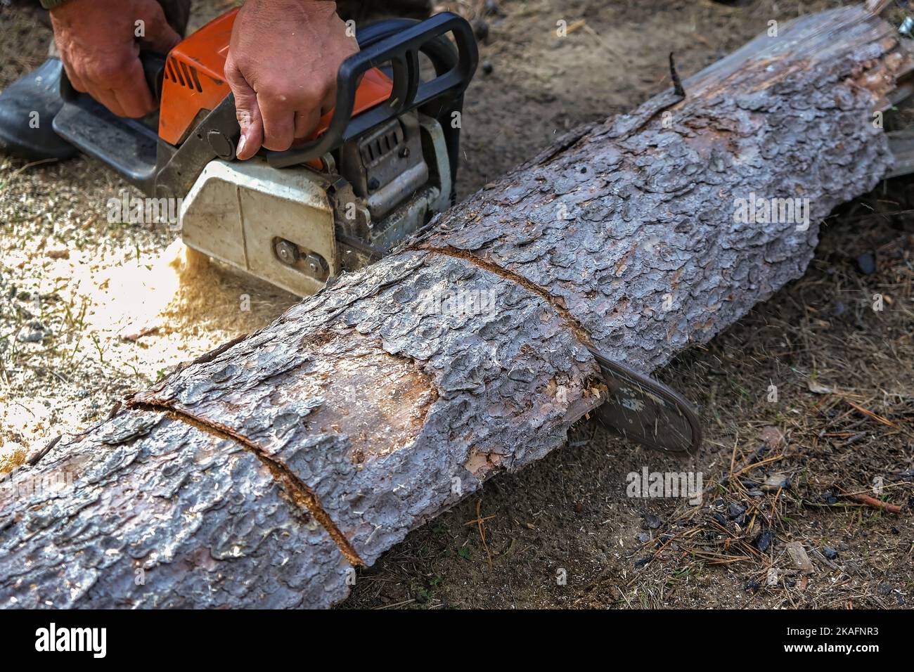 A woodcutter saws a dry tree for firewood with a chainsaw. A man is ...