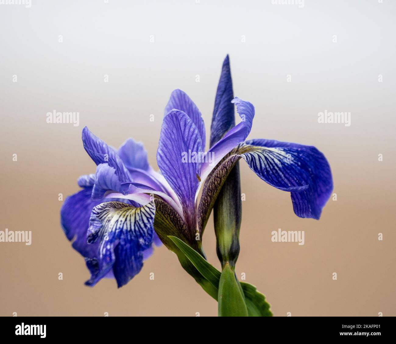 Close-up of the Northern Blue Flag, Iris Versicolor Stock Photo - Alamy