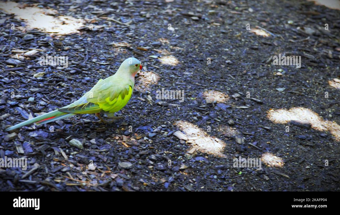 Very long-tailed, pastel-toned parrot of arid inland western deserts of ...