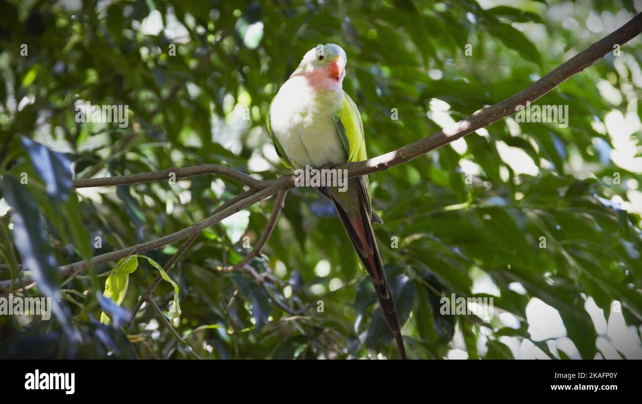 Very long-tailed, pastel-toned parrot of arid inland western deserts of ...