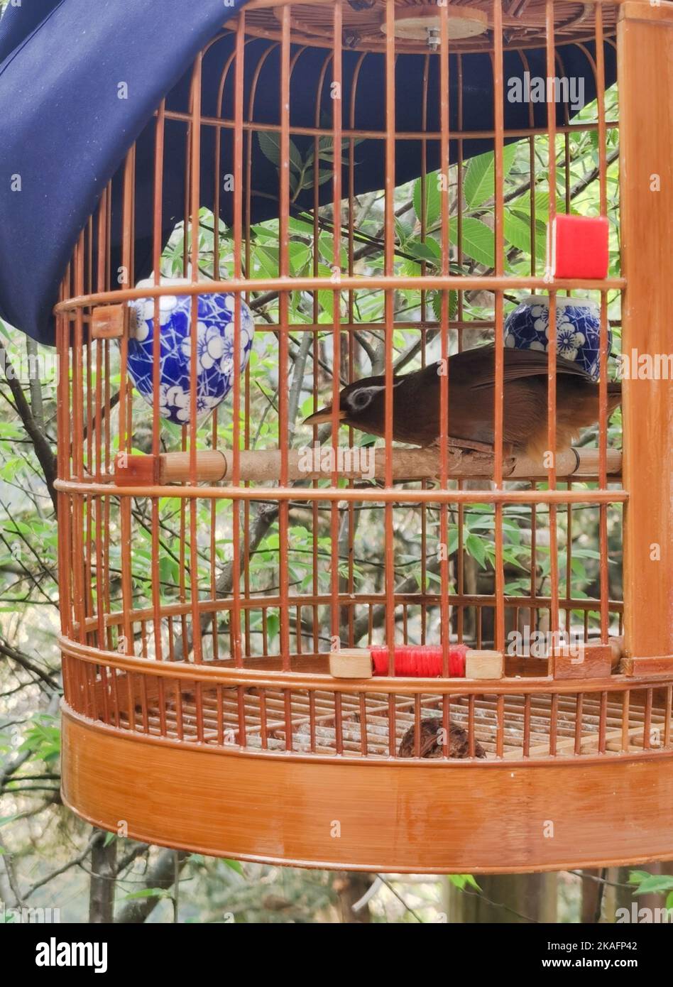 Bird inside a cage hi-res stock photography and images - Alamy
