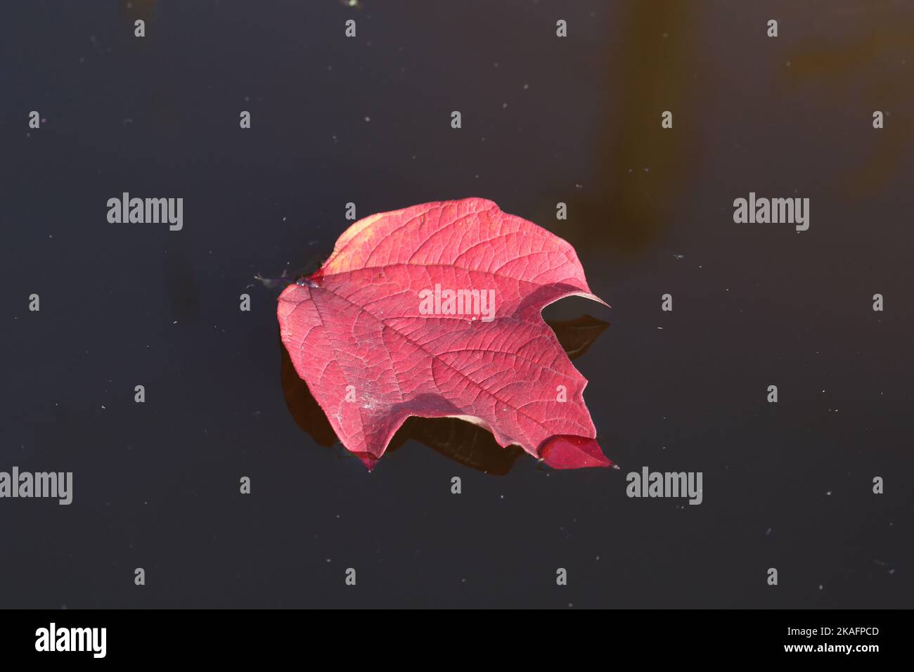Red fallen leaf on the water surface Stock Photo - Alamy